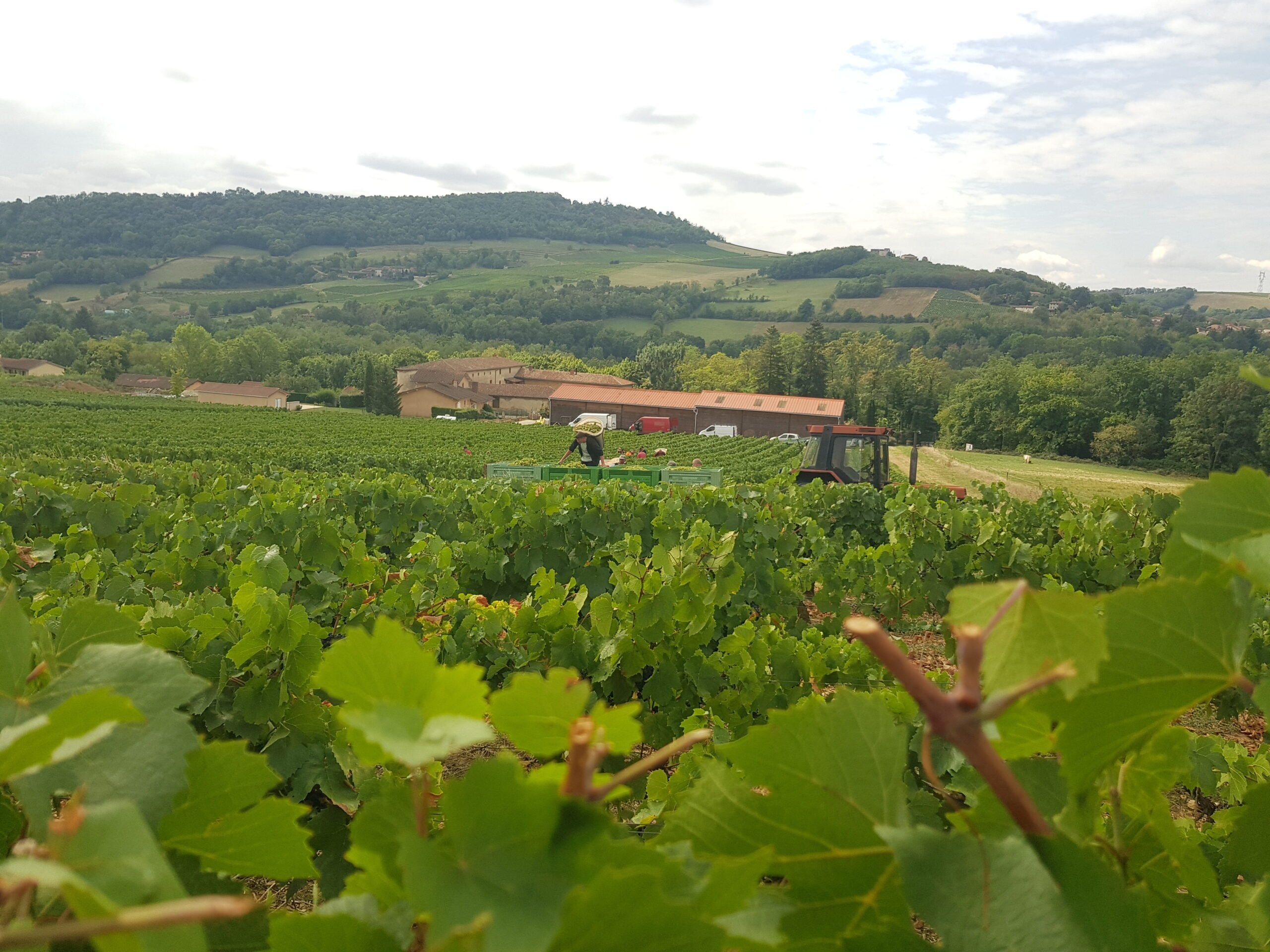 Domaine beaujolais familial : Domaine de Sandar, Caves Mathelin